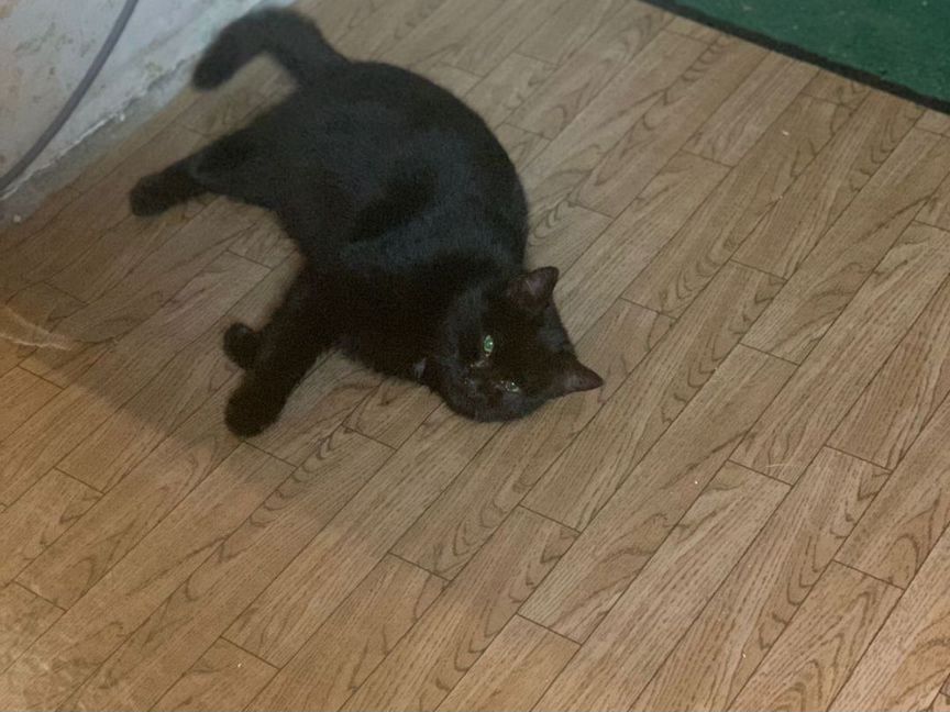 Чёрный котенок