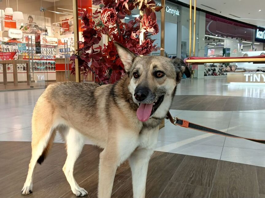 Собака Мушка в добрые руки