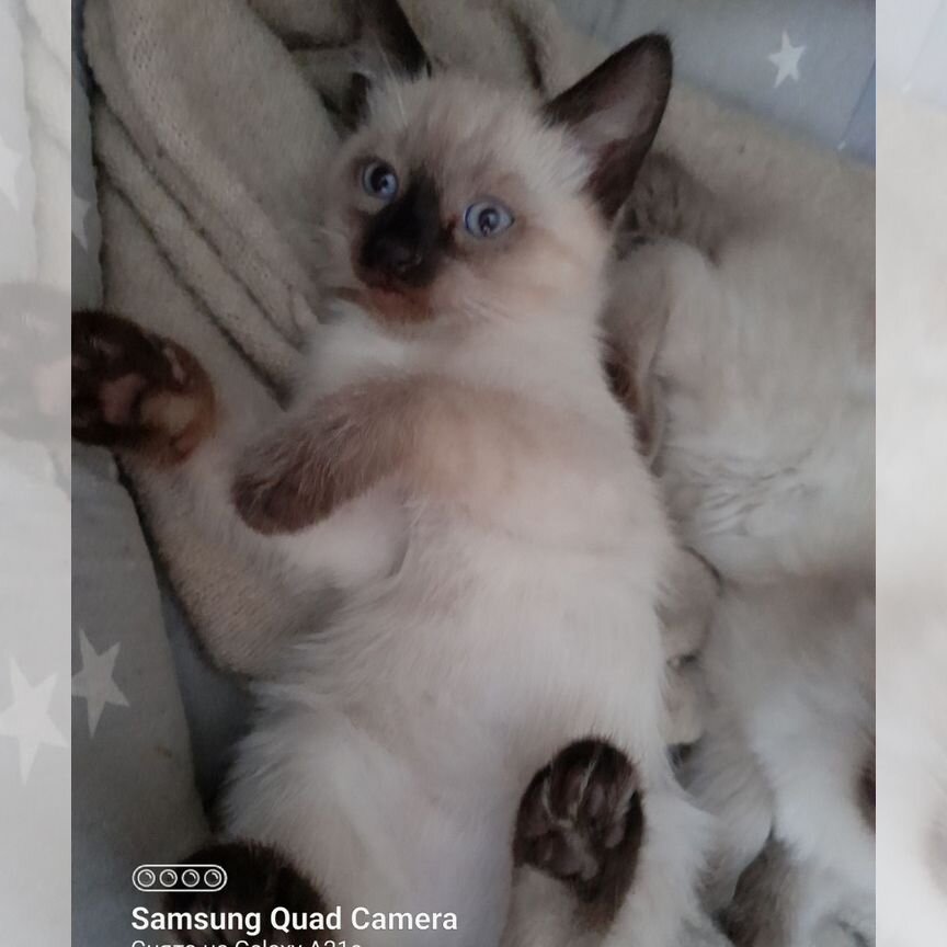 Тайский котёнок