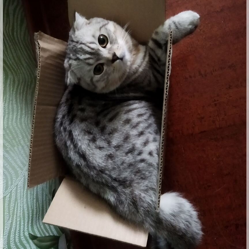 Шотландский котик вязка