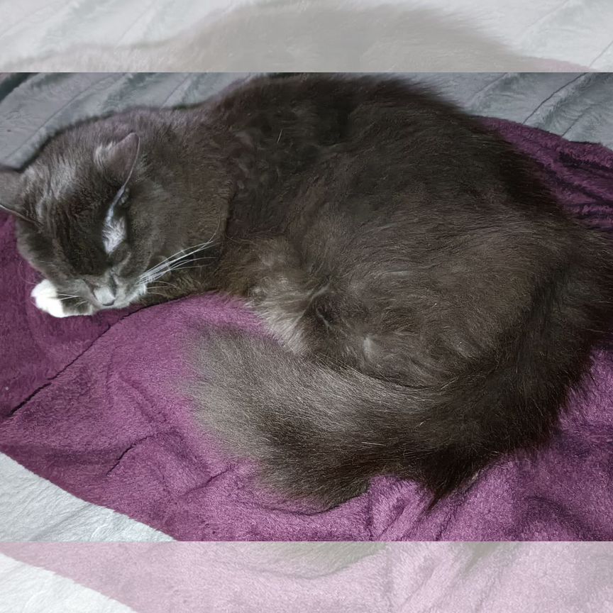 Взрослая кошка, вязка