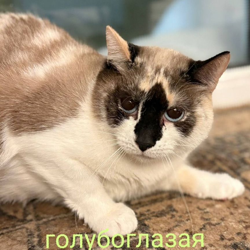 Сноу-Шу, взрослая кошка