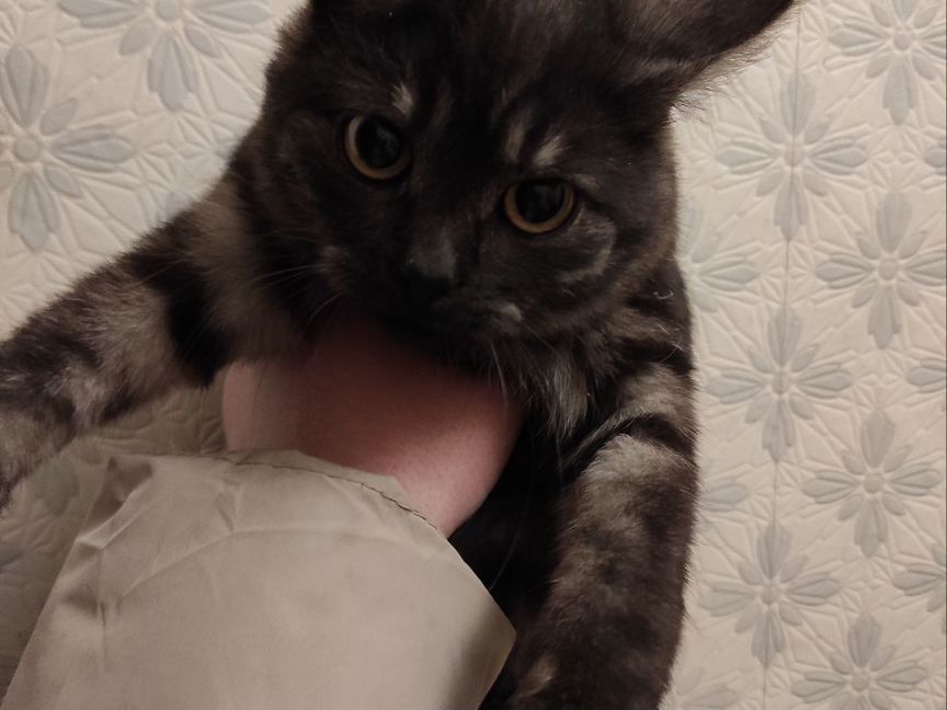 Кошка в добрые руки