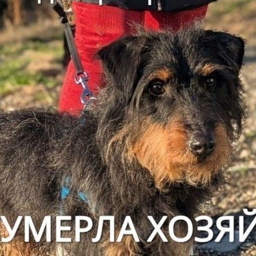 Немецкий охотничий терьер, взрослый пёс