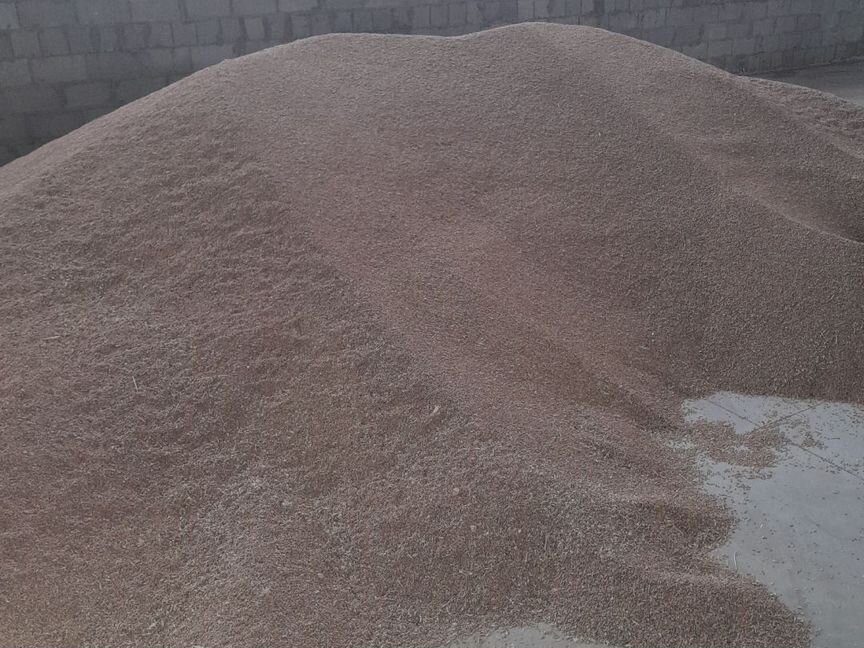 Зерно пшеница