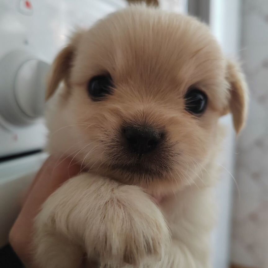 Отдам бесплатно