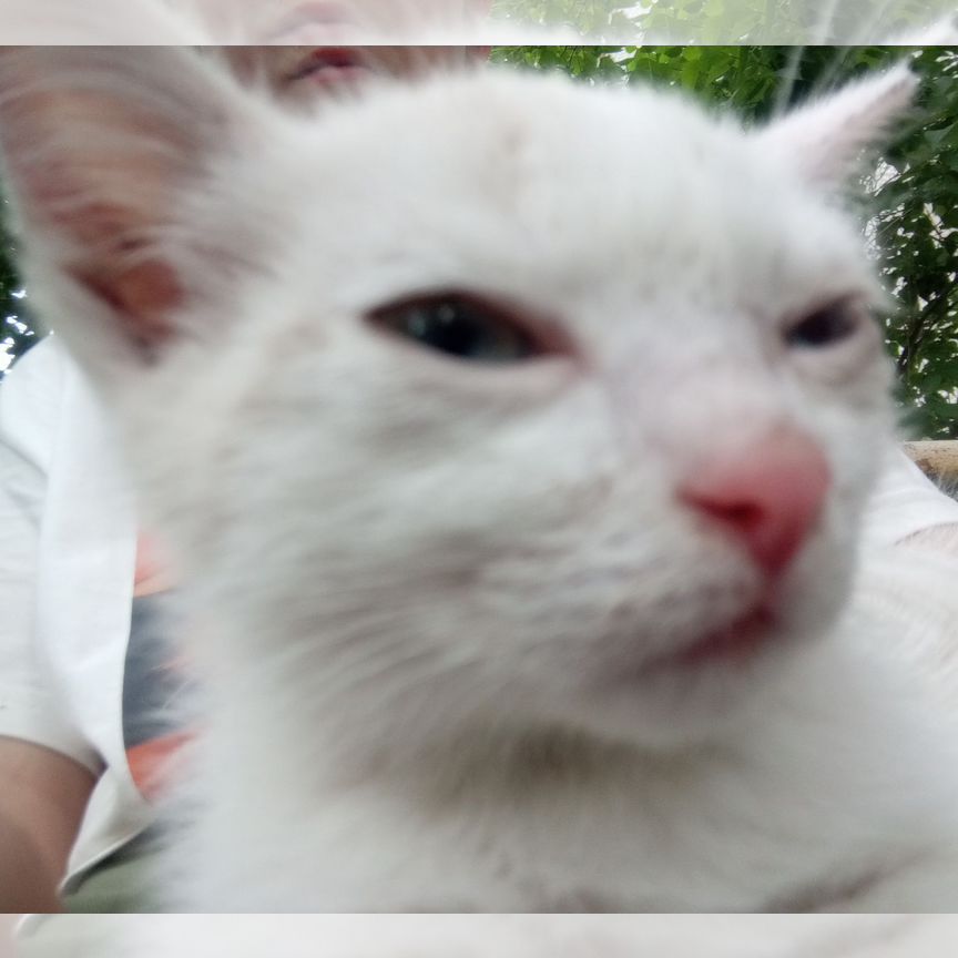 Сиамский котёнок