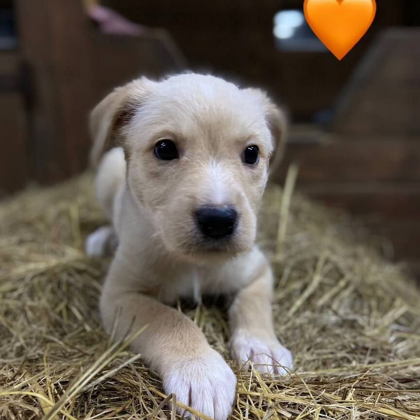 Щенок в добрые руки