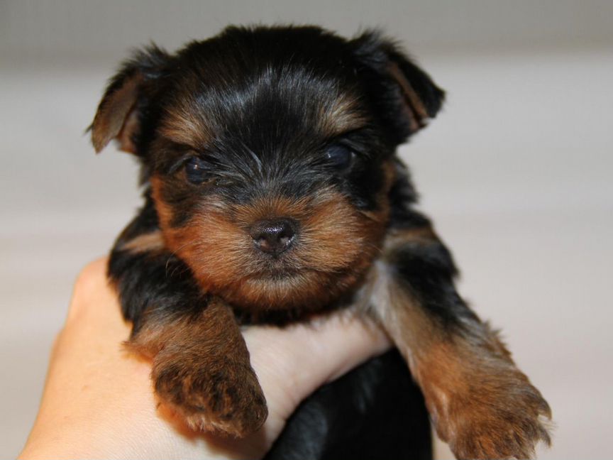 Йоркширский терьер щенки высокого качества