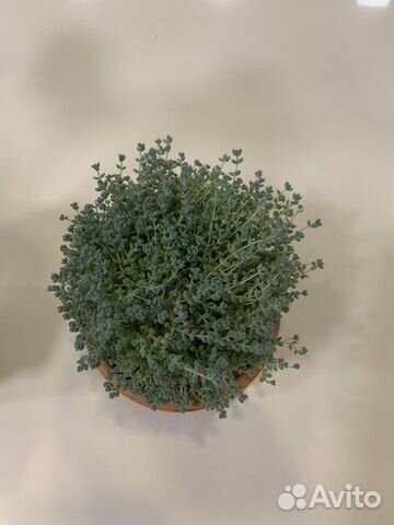 Sedum dasyphyllum.Седум Дасифиллюм купить в Кирове | Товары для дома и ...