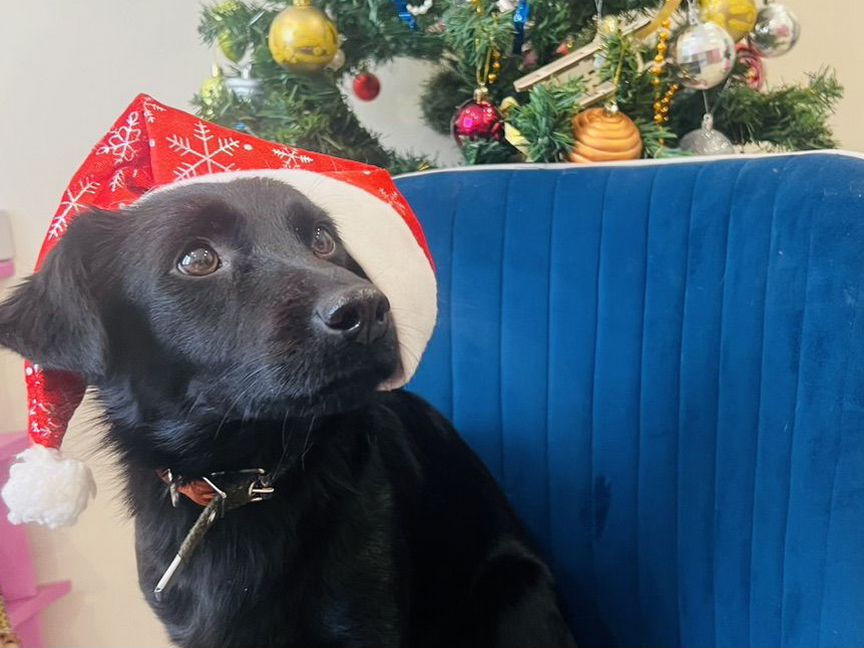 Лучший твой небольшой подарочек 32 см в холке