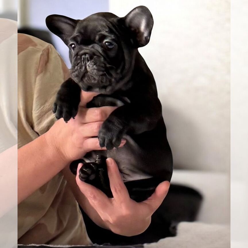 Французский бульдог, щенок