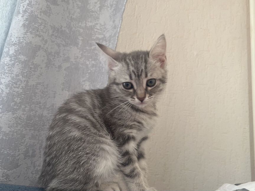 Котята в добрые руки бесплатно