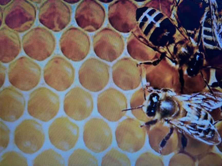 Воск пчелиный