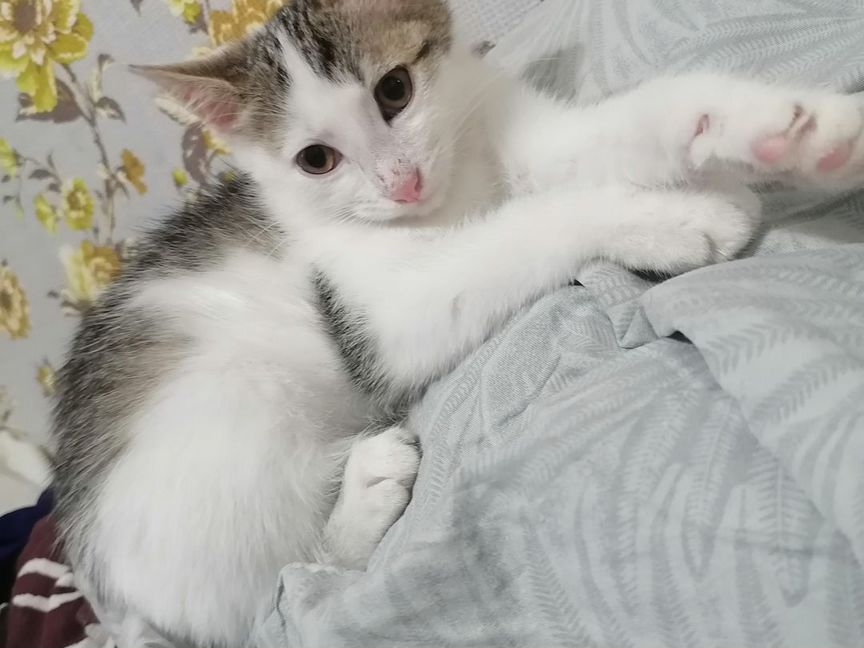 Отдам котенка в добрые руки