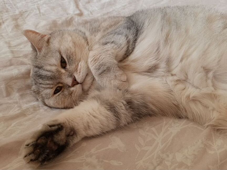 Кошка в дар
