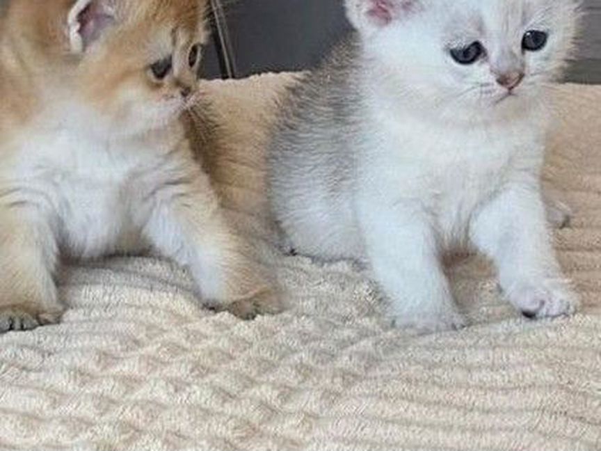 Котята золотая шиншилла