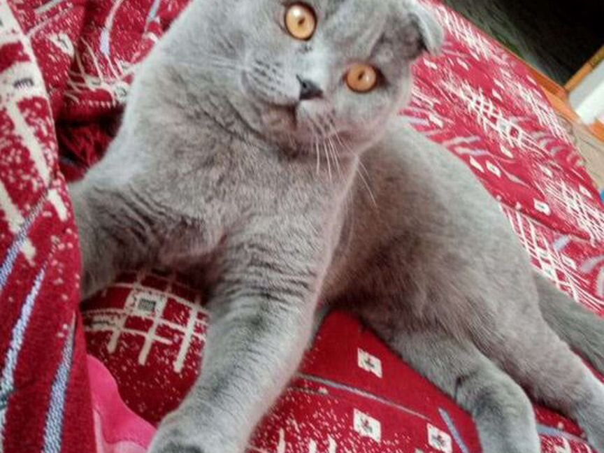 Кот