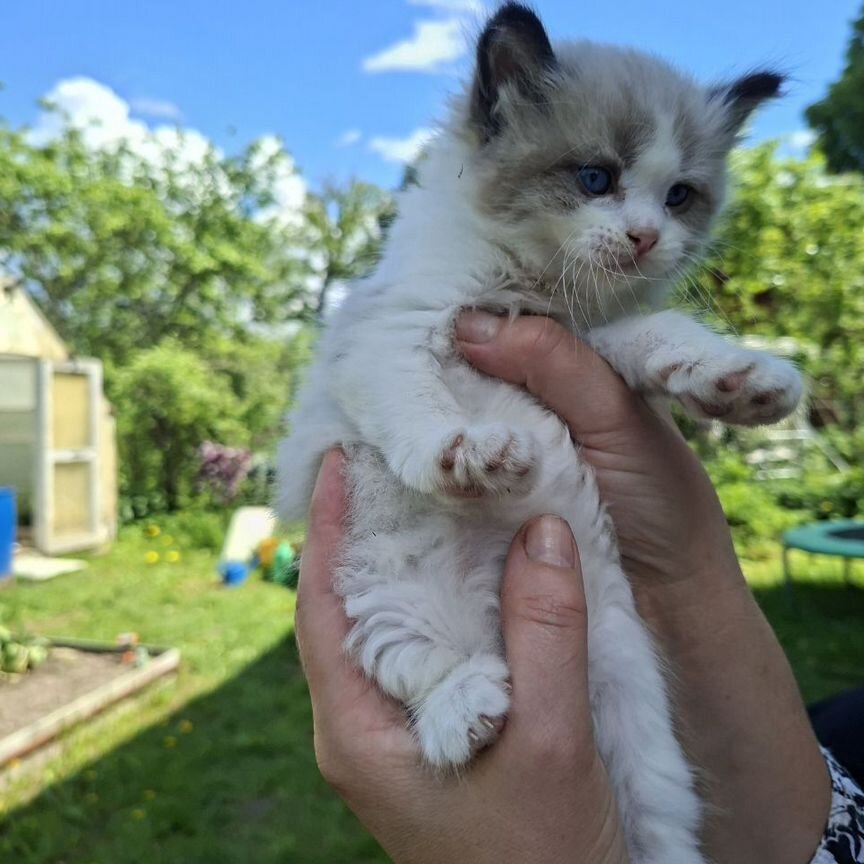 Котёнок в добрые руки