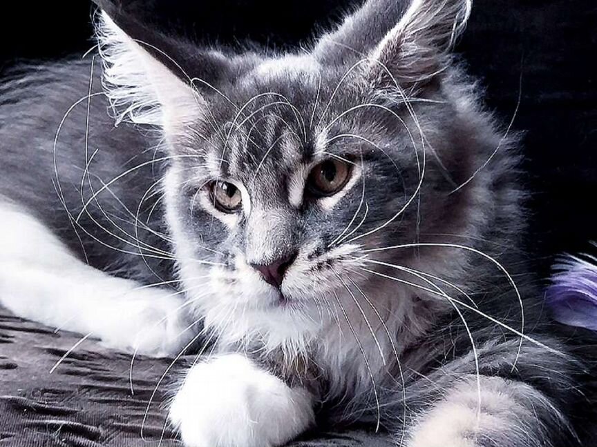 Мейн-кун котёнок мальчик