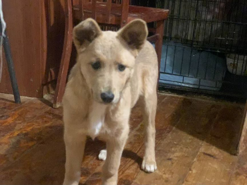 Щенок Надя в добрые руки