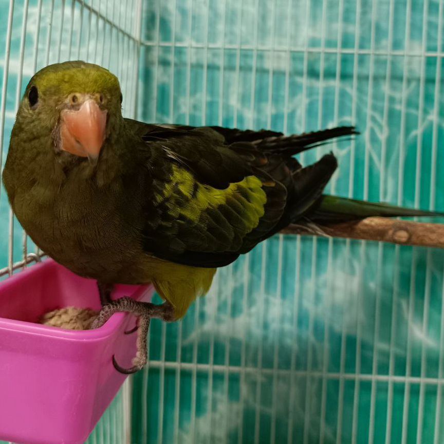 Горный попугай