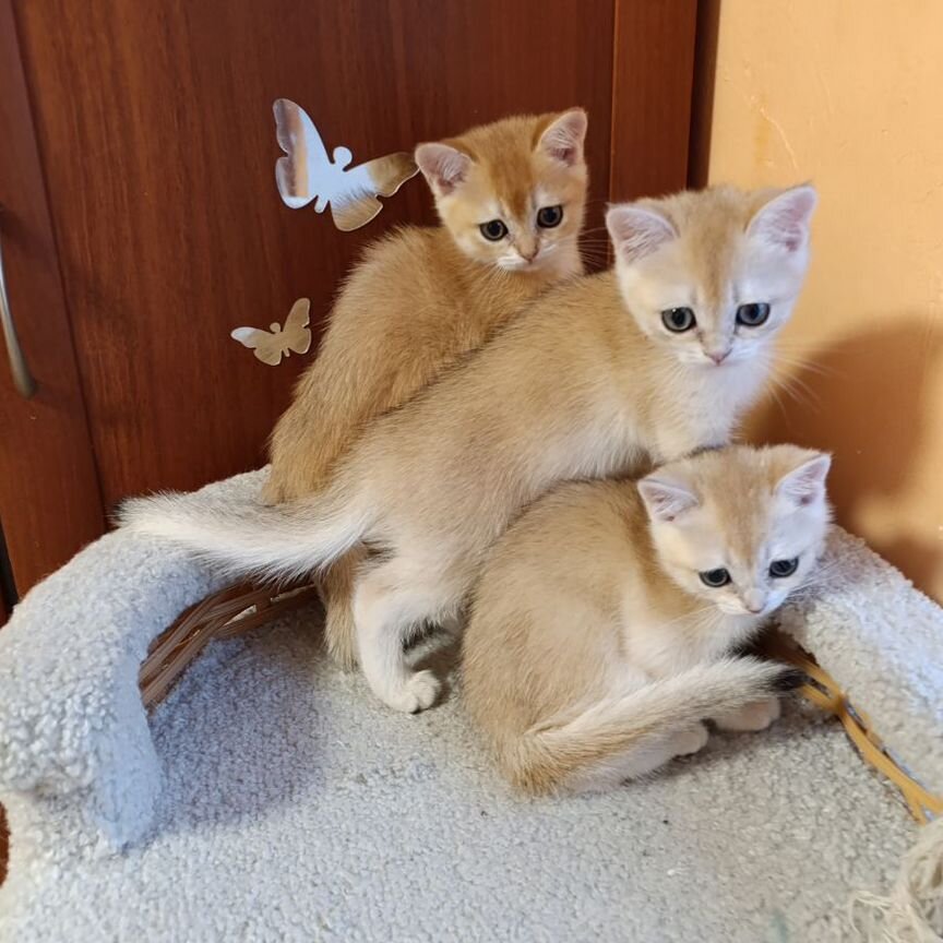 Британский короткошёрстный котёнок