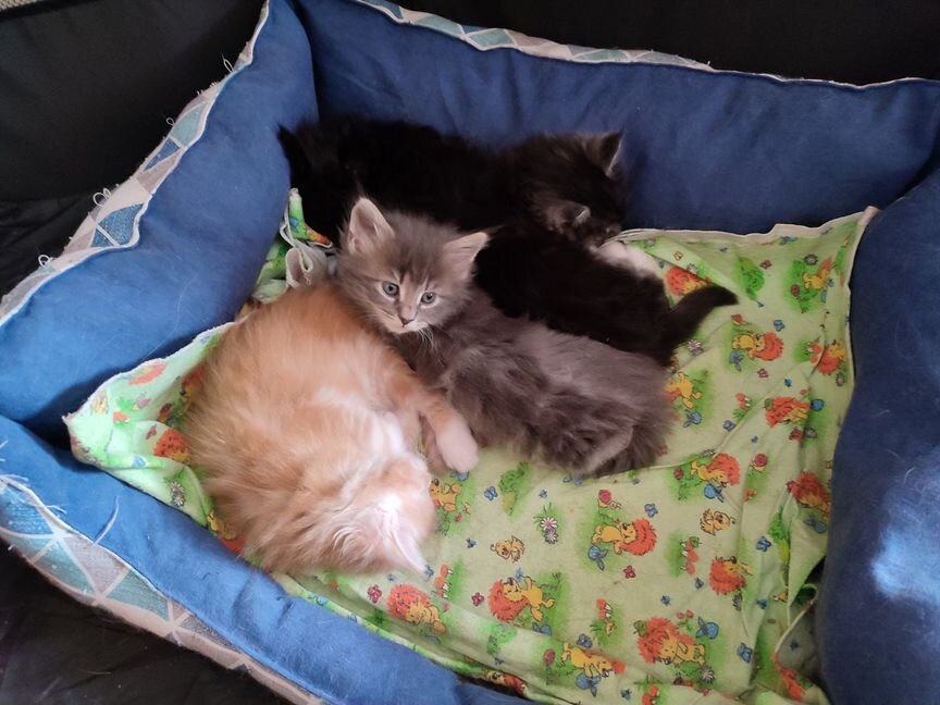 Котята мейн-кун