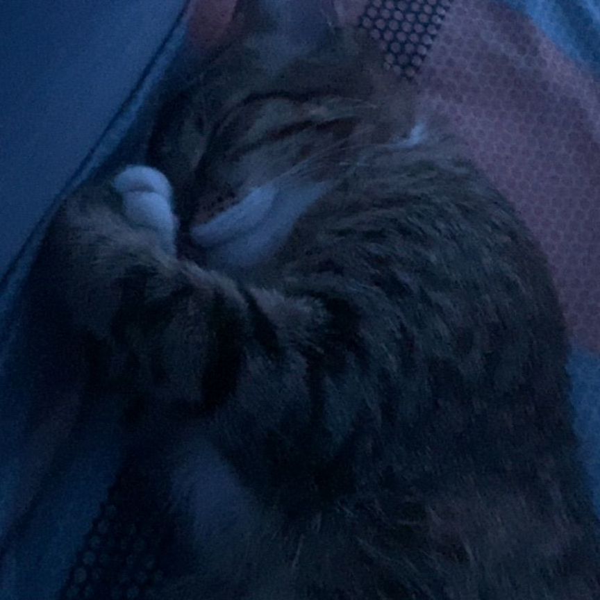 Котята в добрые руки бесплатно