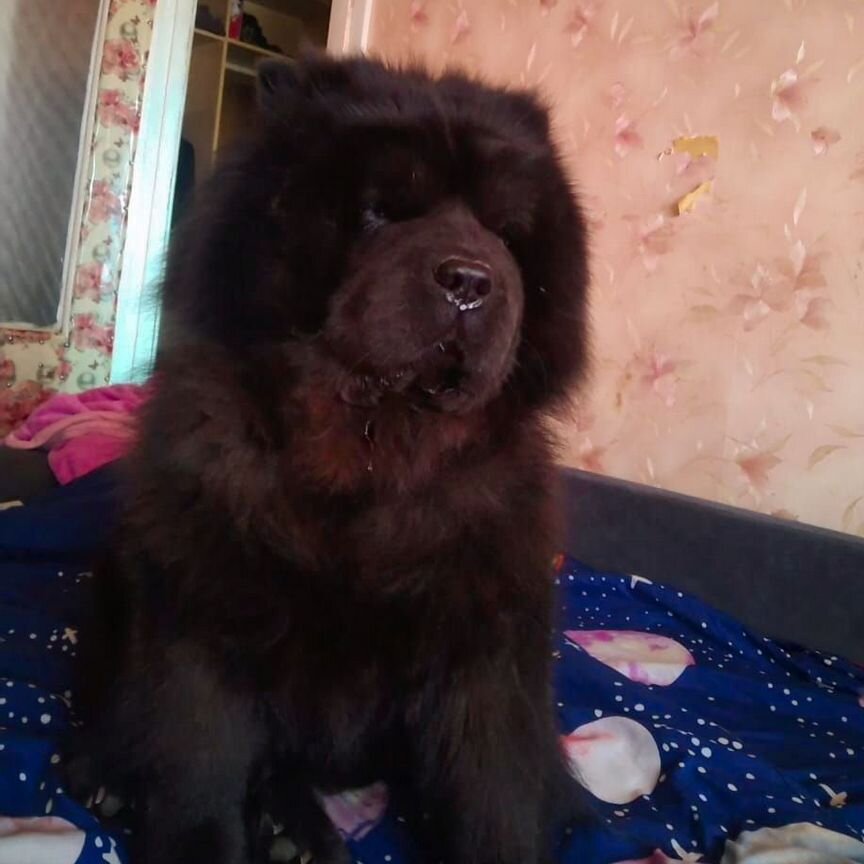 Случка собак чау-чау