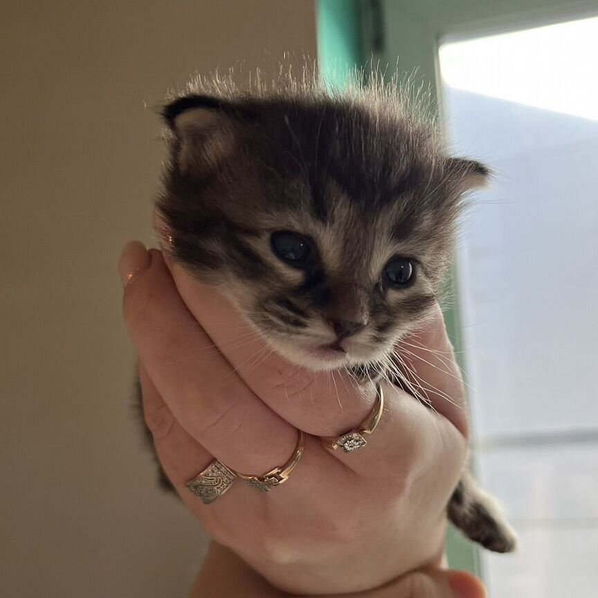 Котята в добрые руки бесплатно