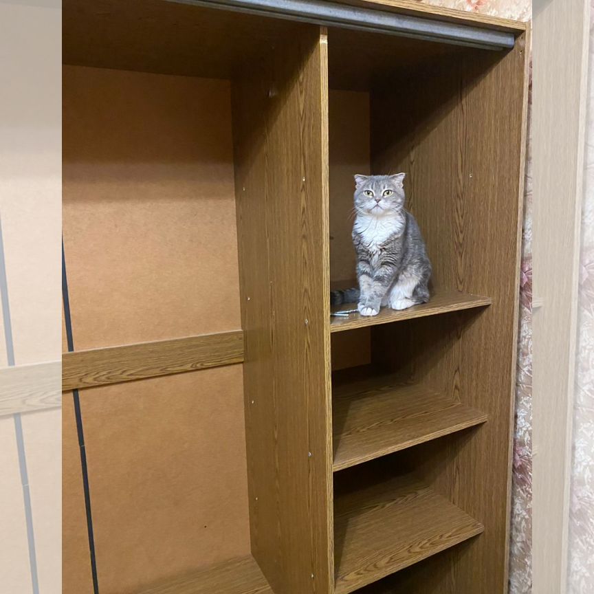 Кошечка красавица