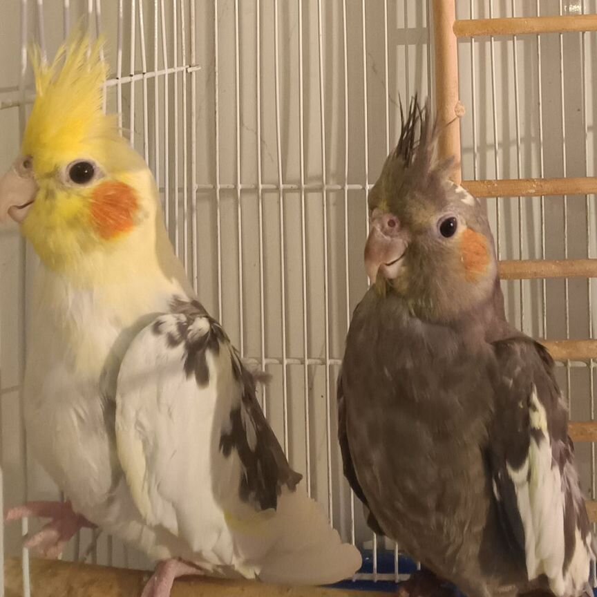 Птенцы Кореллы