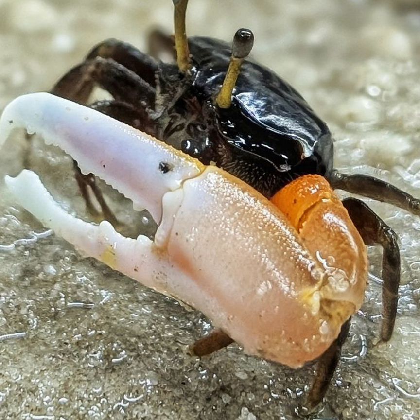 Краб скрипач синий - Tubuca Fiddler Crab