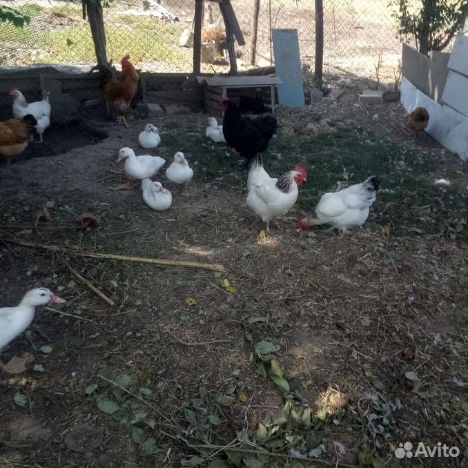 Куры несушки утки шиптуны