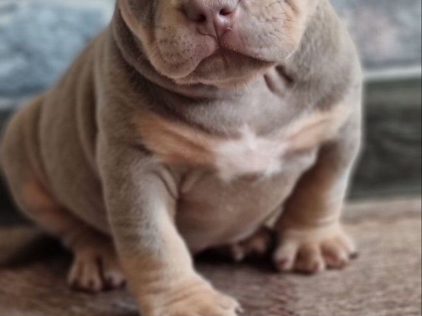 Американский булли импорт США