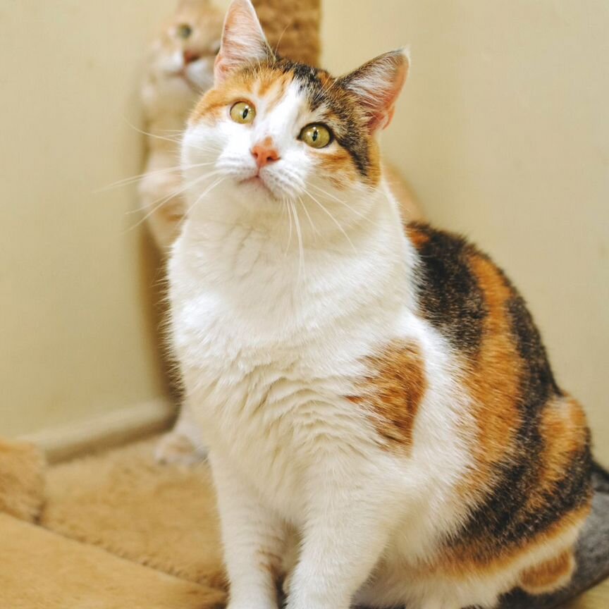 Кошка в добрые руки