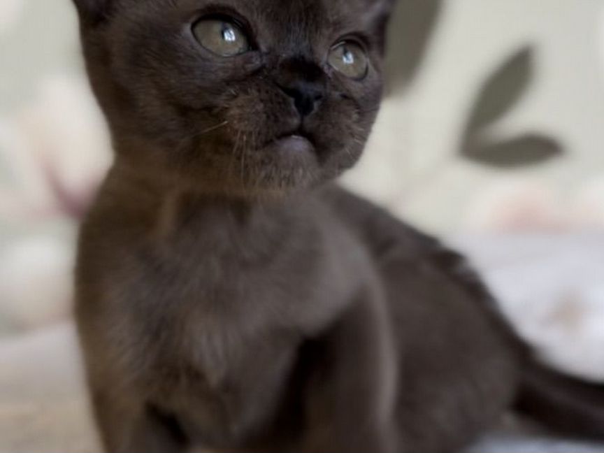 Бурманские котята