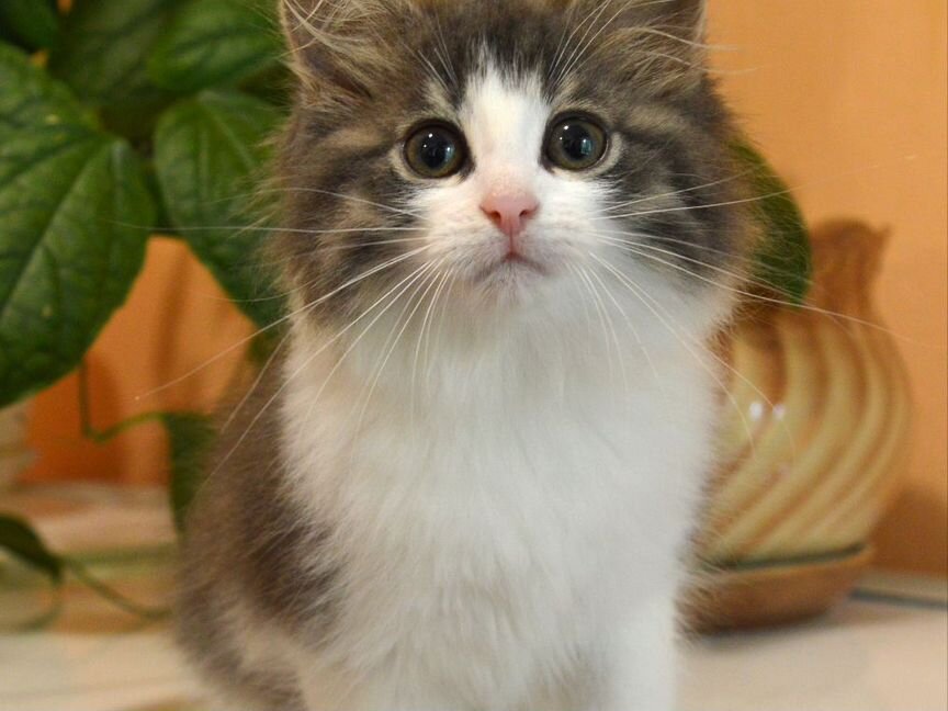 Маленькая Леди