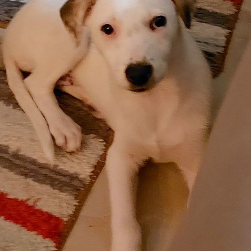 Щенок в добрые руки бесплатно