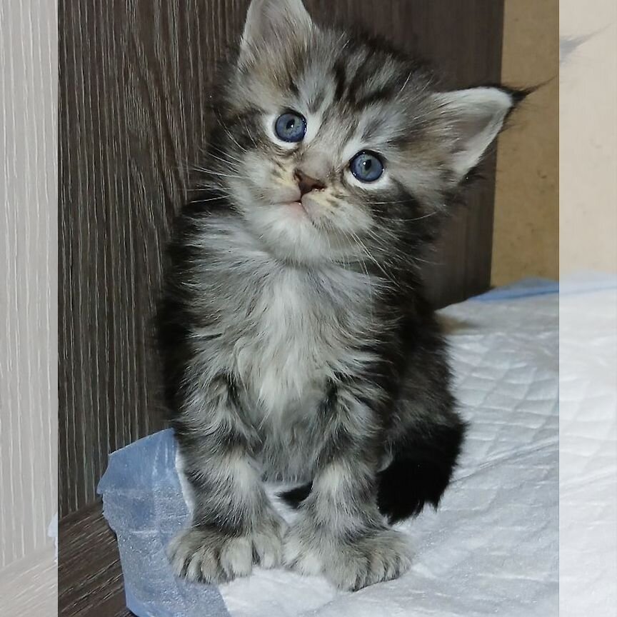 Мейн-кун котёнок