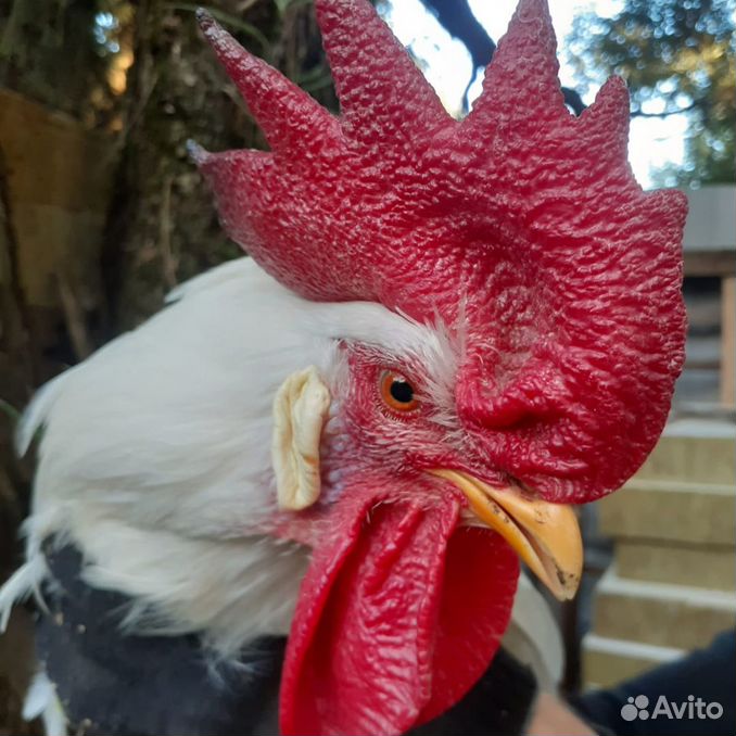 Молодой Петух Петр