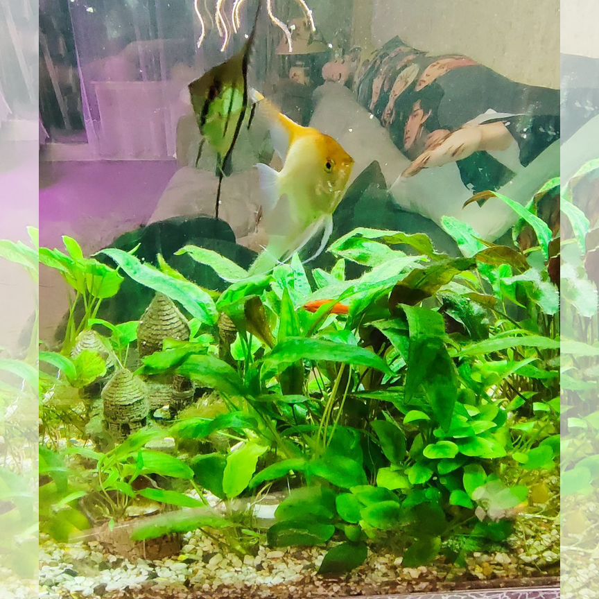 Трава для аквариума