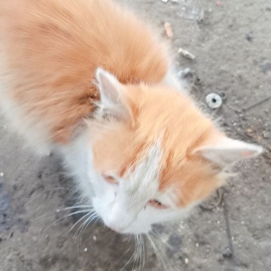 Котики бесплатно в добрые руки Красноярск