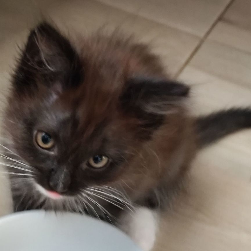 Котенок