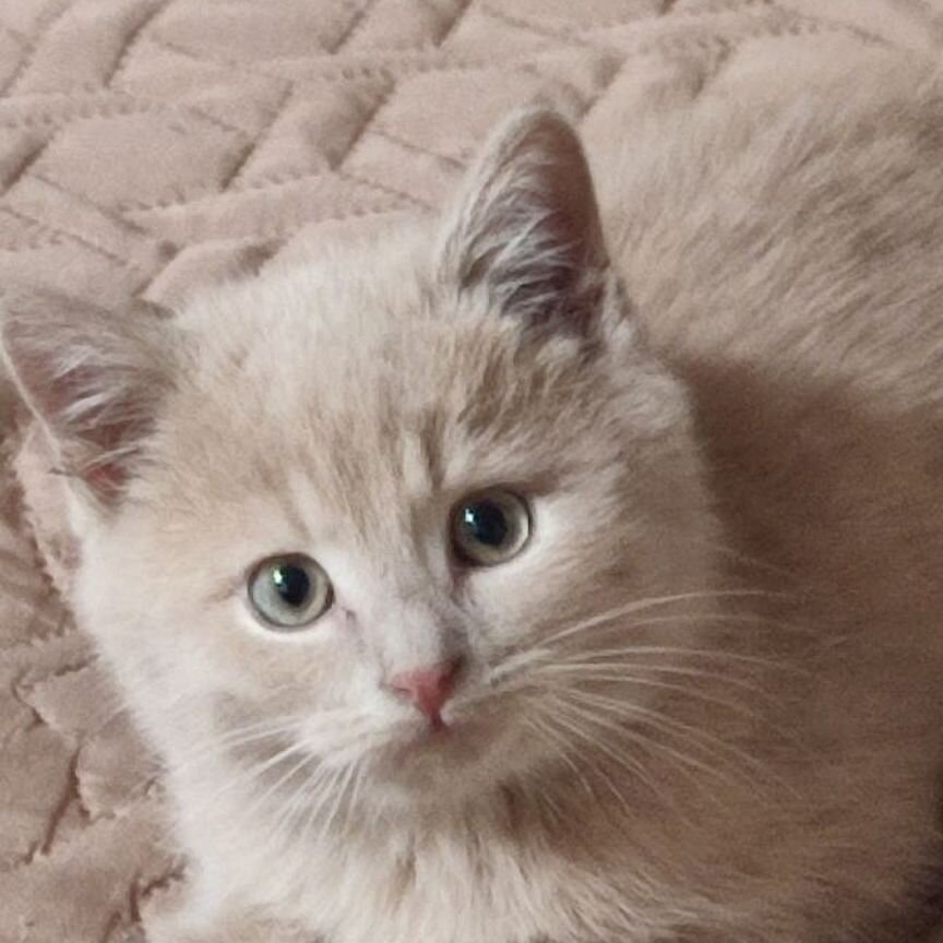Котёнок