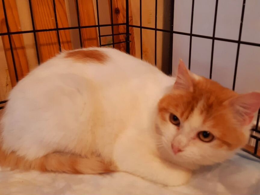 Кошка, кошка в добрые руки