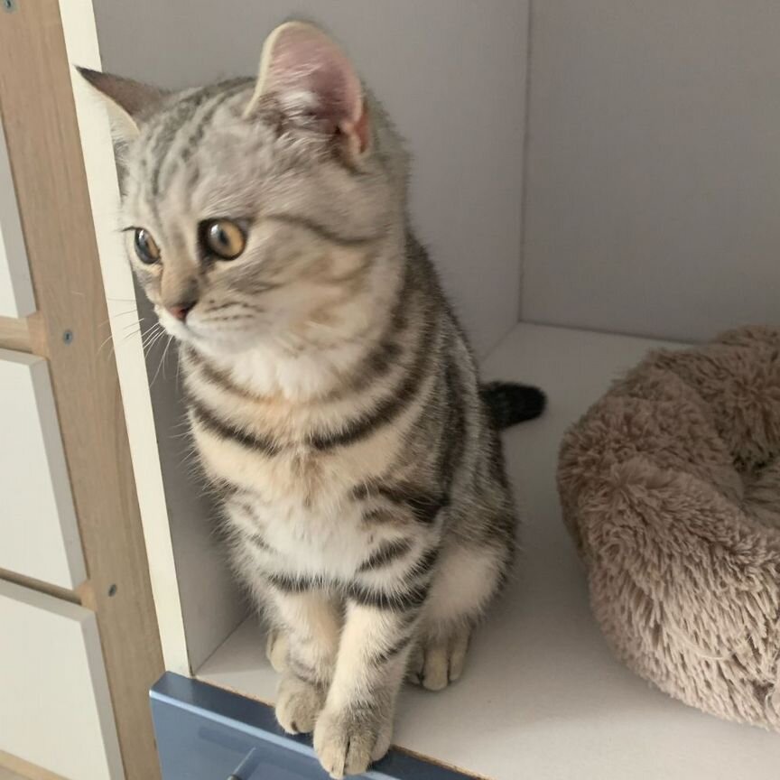Кошки в добрые руки бесплатно девочка