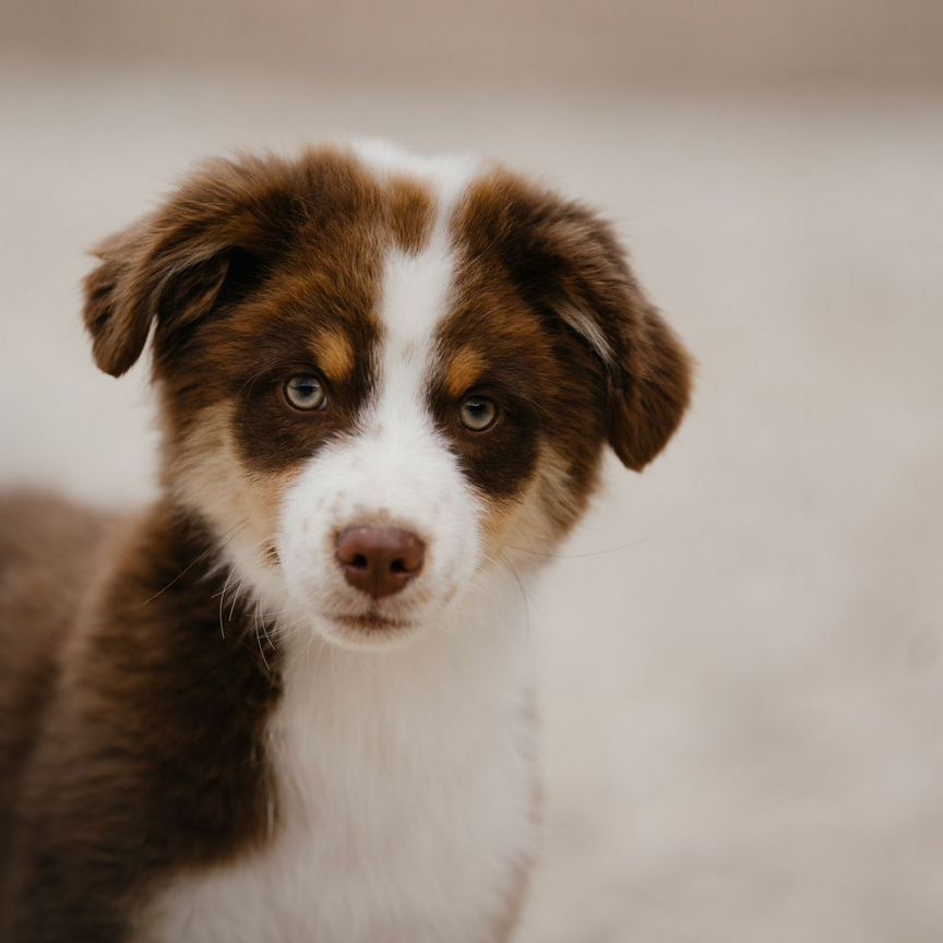 Мини Аусси щенки