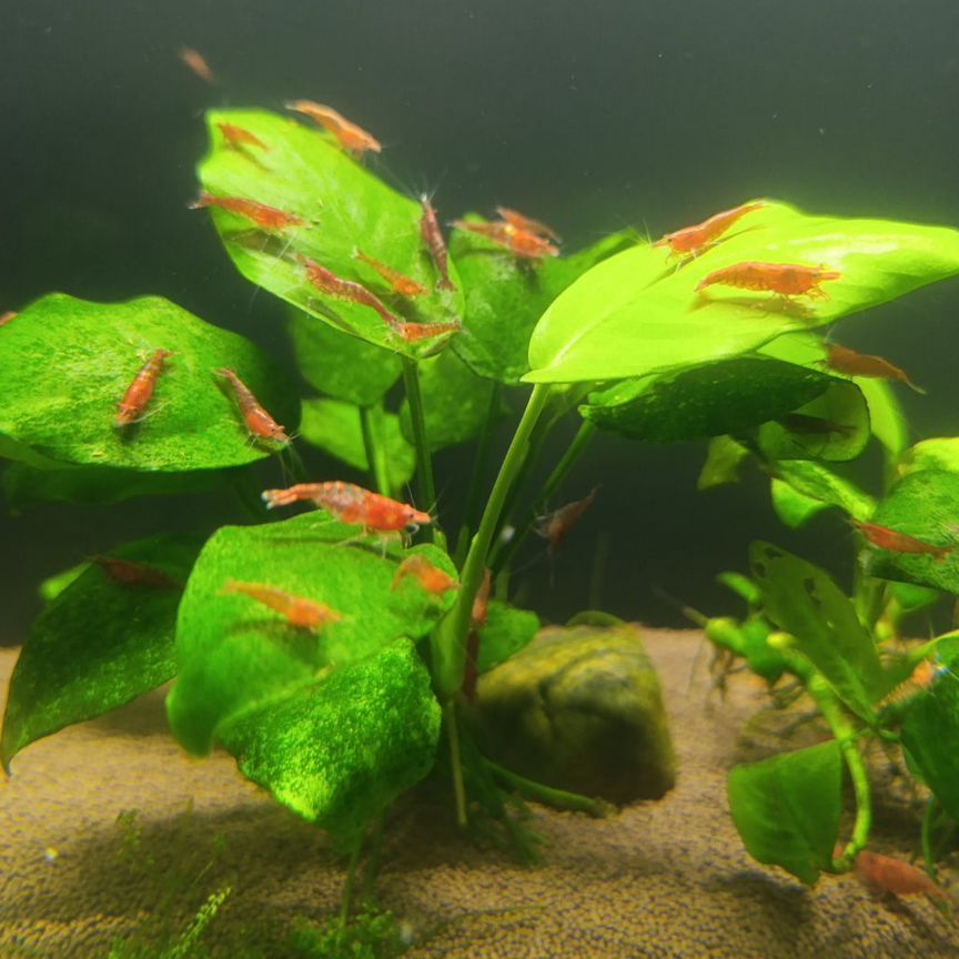 Аквариумные креветки вишня